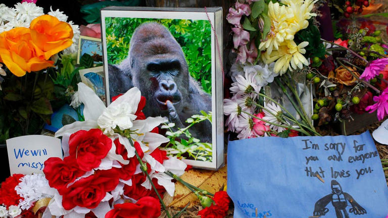 White House remembers slain gorilla Harambe as a ‘legend’ on tenth ...