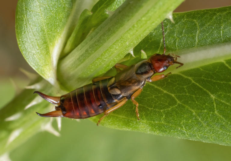 Avec un simple pot en terre cuite, attirez cet insecte redoutable ...