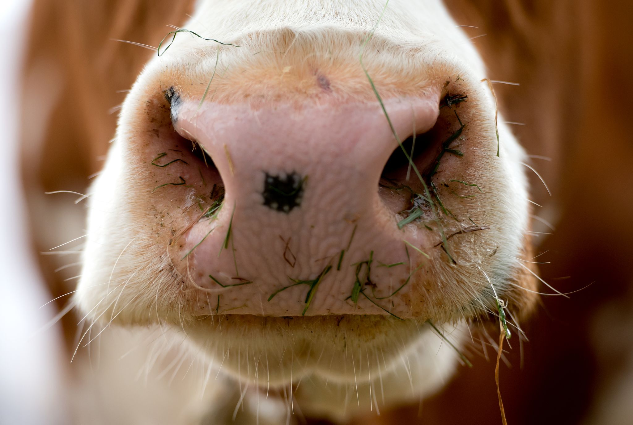 Entlaufenes Rind an Wassertränke gesichtet
