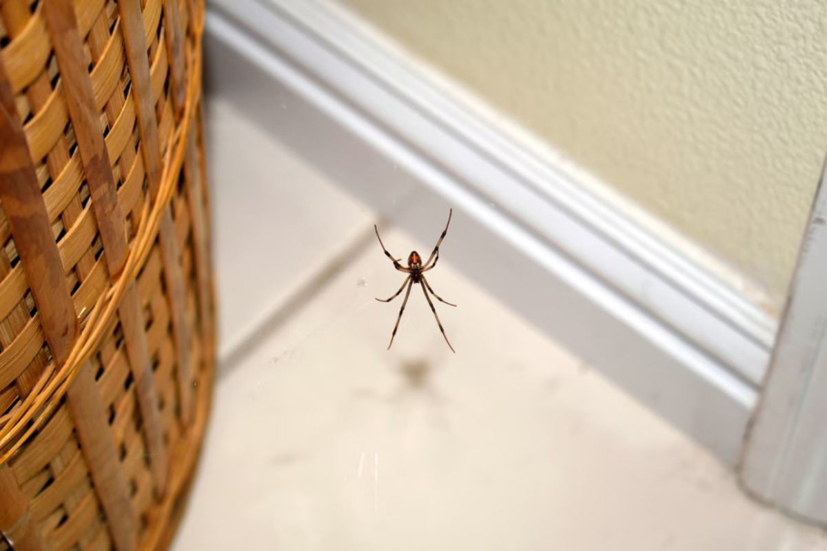 Say goodbye to spiders: the plant scent that keeps them out for good