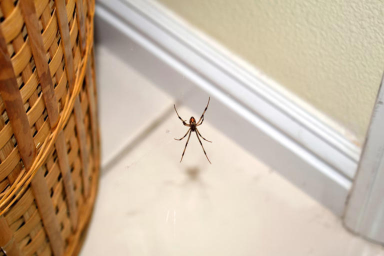 Say goodbye to spiders: the plant scent that keeps them out for good