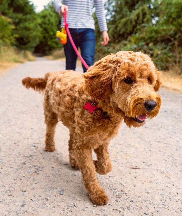Nine dog breeds most likely to die on walks in hot weather