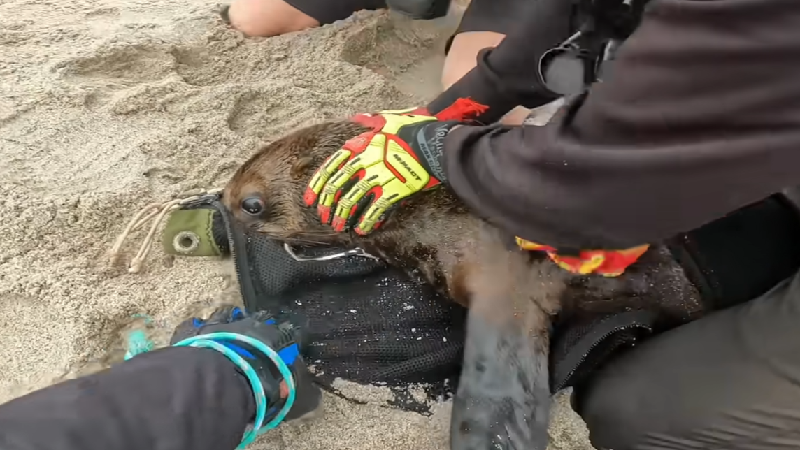 “There’s a hook through his face” - The baby seal’s pain left rescuers ...