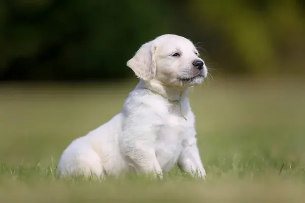 Nationals introduce Natty as the club’s first team dog