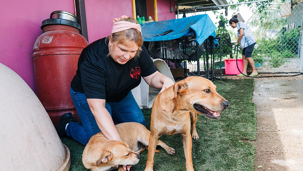 Rescue dogs’ rare turnarounds highlight resilience and hope