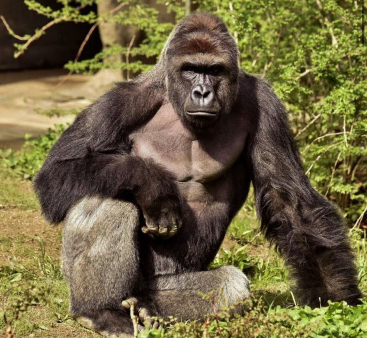 Harambe, il tributo della Casa Bianca a 10 anni dalla morte: "Un vero ...