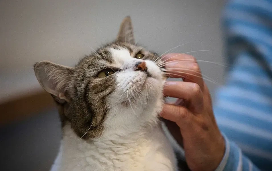 What your cat’s sounds are really saying