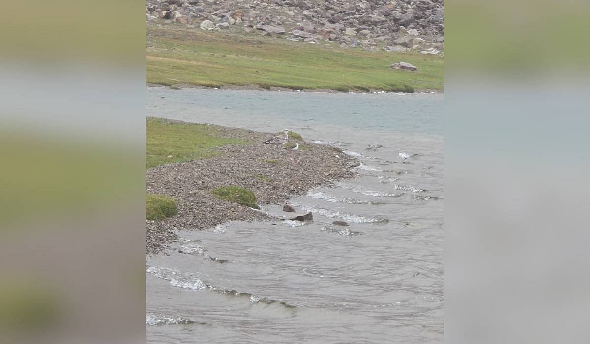 Pallas’s gull, a rare migratory bird, spotted in Himachal's Lahaul ...