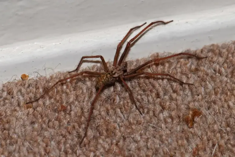 Say goodbye to spiders: the plant scent that keeps them out for good