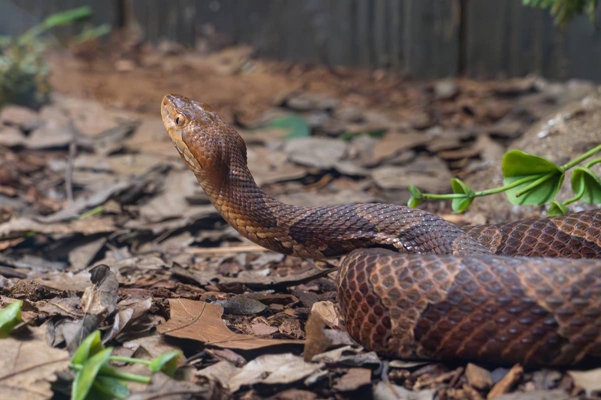 7 copperhead locations in Mississippi to know before hiking