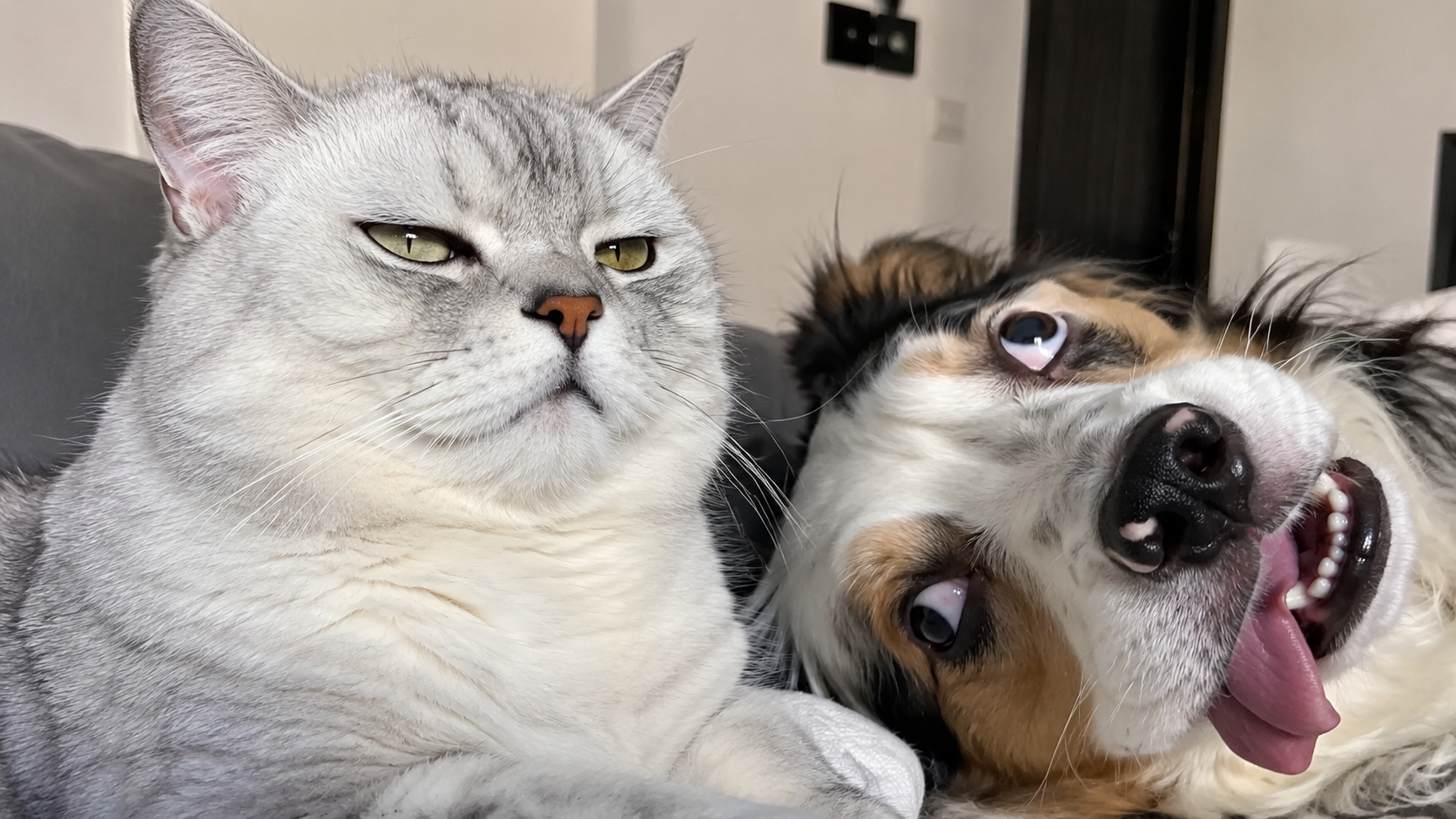 The real reason why all cats look identical while dogs look completely ...