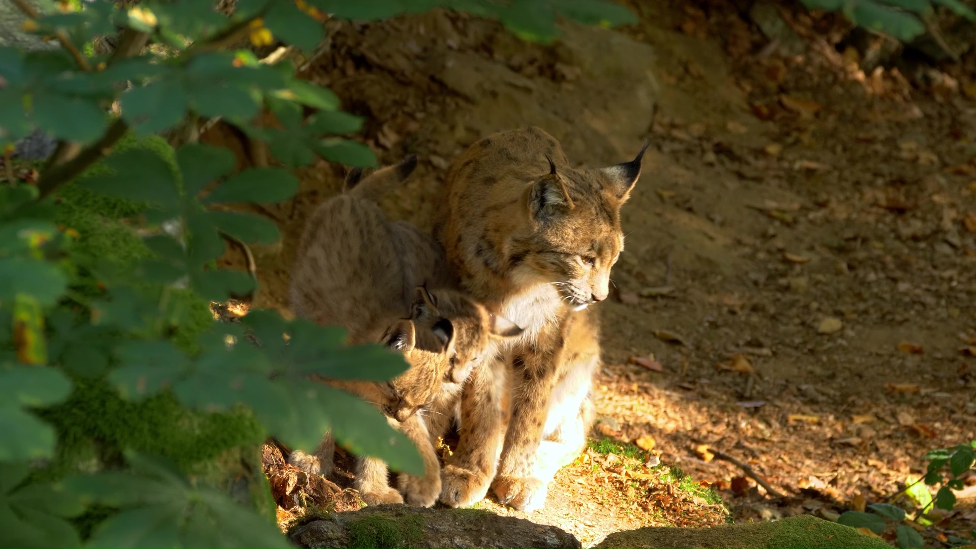 Madre lince protegiendo cuidadosamente a sus cachorros