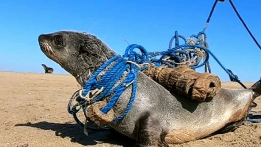 Watch this helpless baby seal struggle to escape a death trap alone