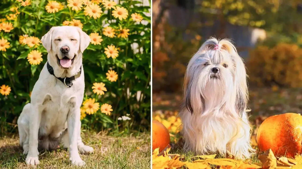 Funny things only pet owners will understand after living with dogs and ...