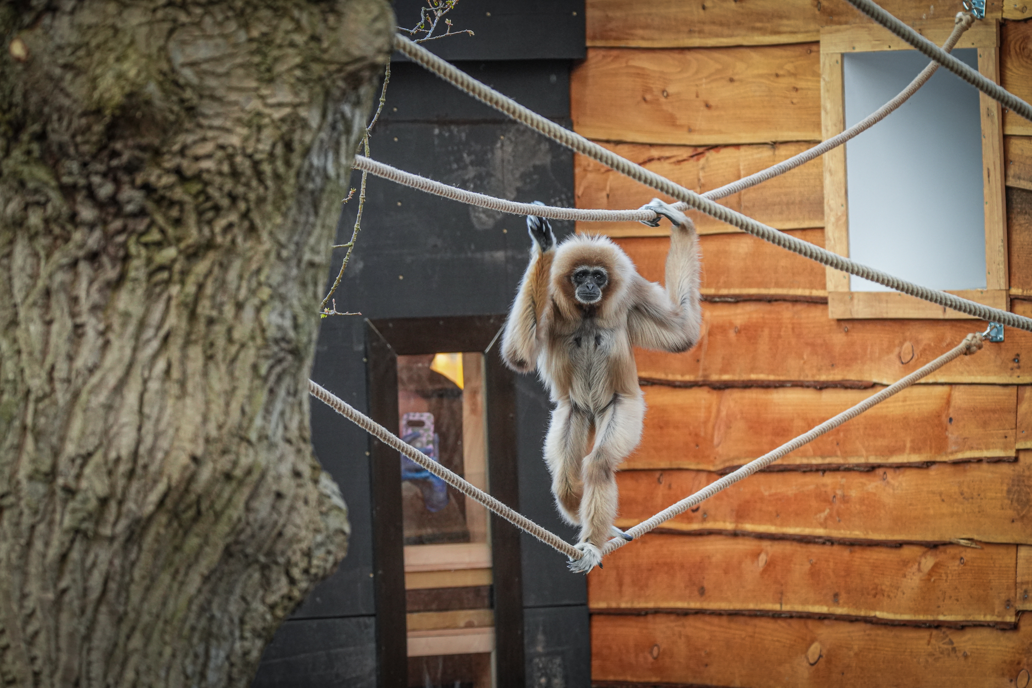 Yorkshire Wildlife Park new arrivals adding to its unrivalled ...