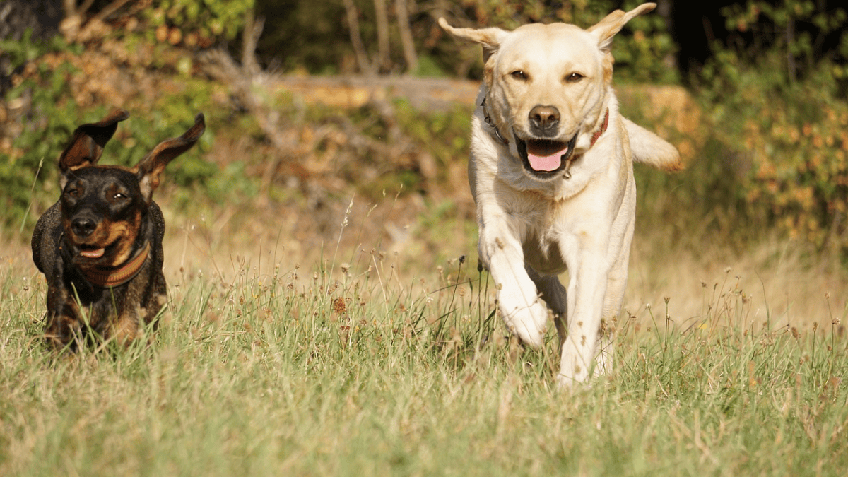 What if your dog gets lost in familiar places? These could be signs of ...