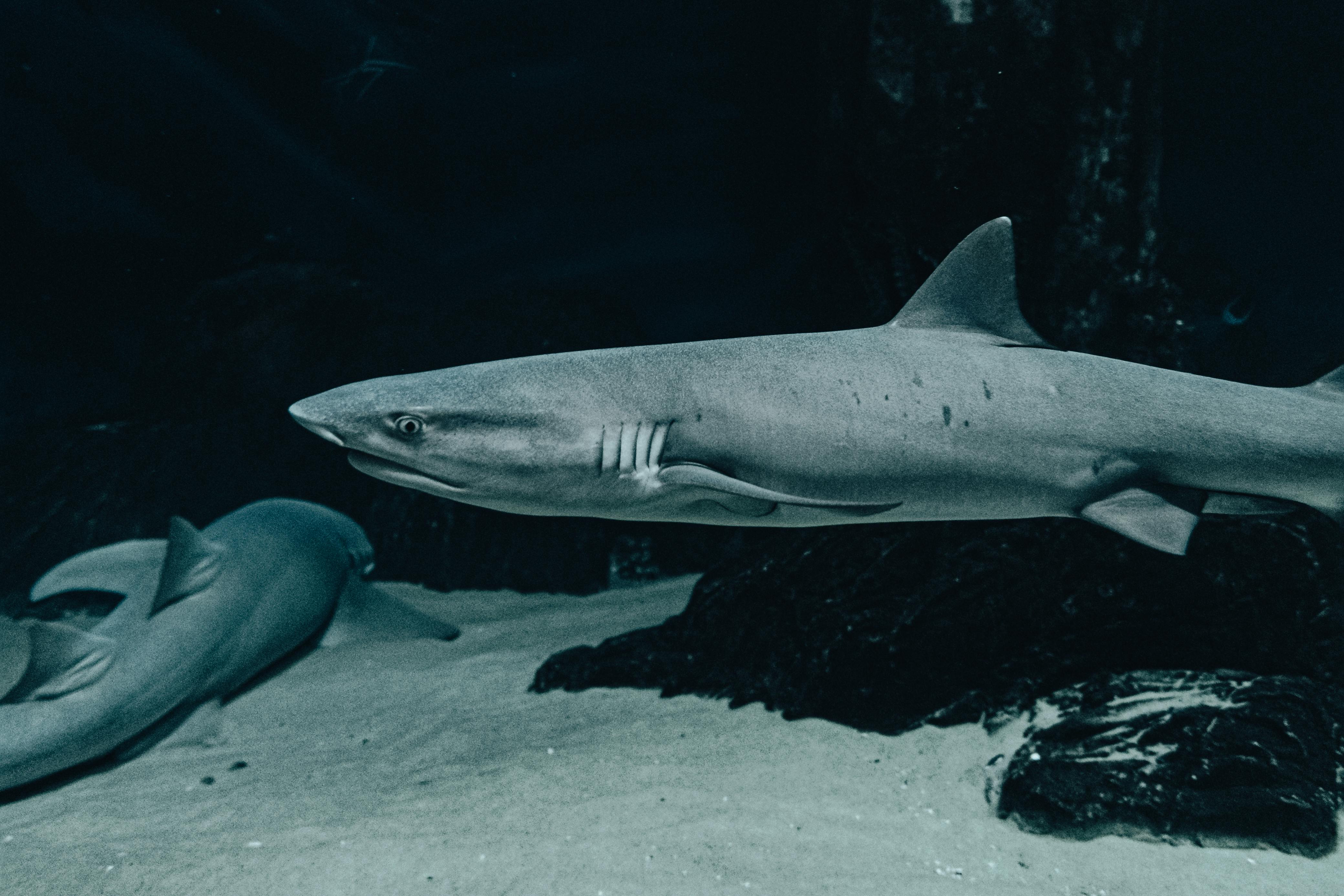 How Brett Archibald survived a shark encounter and 28 terrifying hours ...