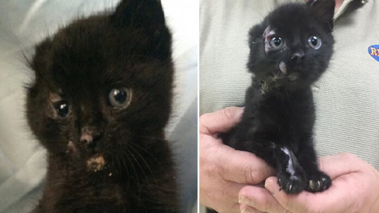 When you see how this kitten found his forever loving home, you'll cry