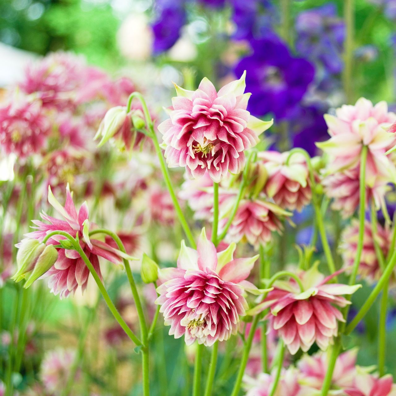 8 fling-and-forget flower seeds to scatter before spring ends for ...