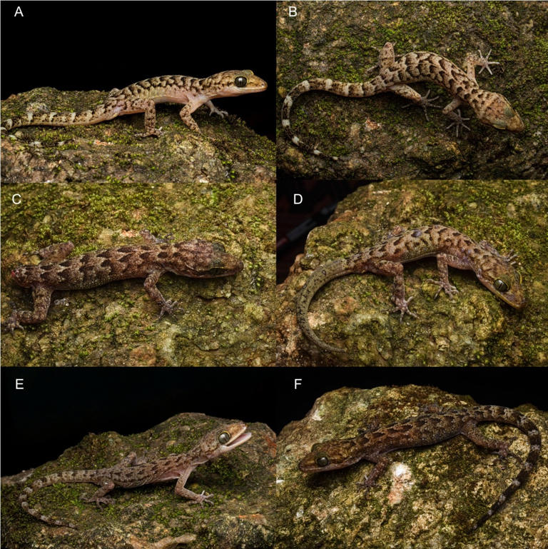 Gecko found in Assam, dragonfly in Arunachal: Northeast buzzing with ...