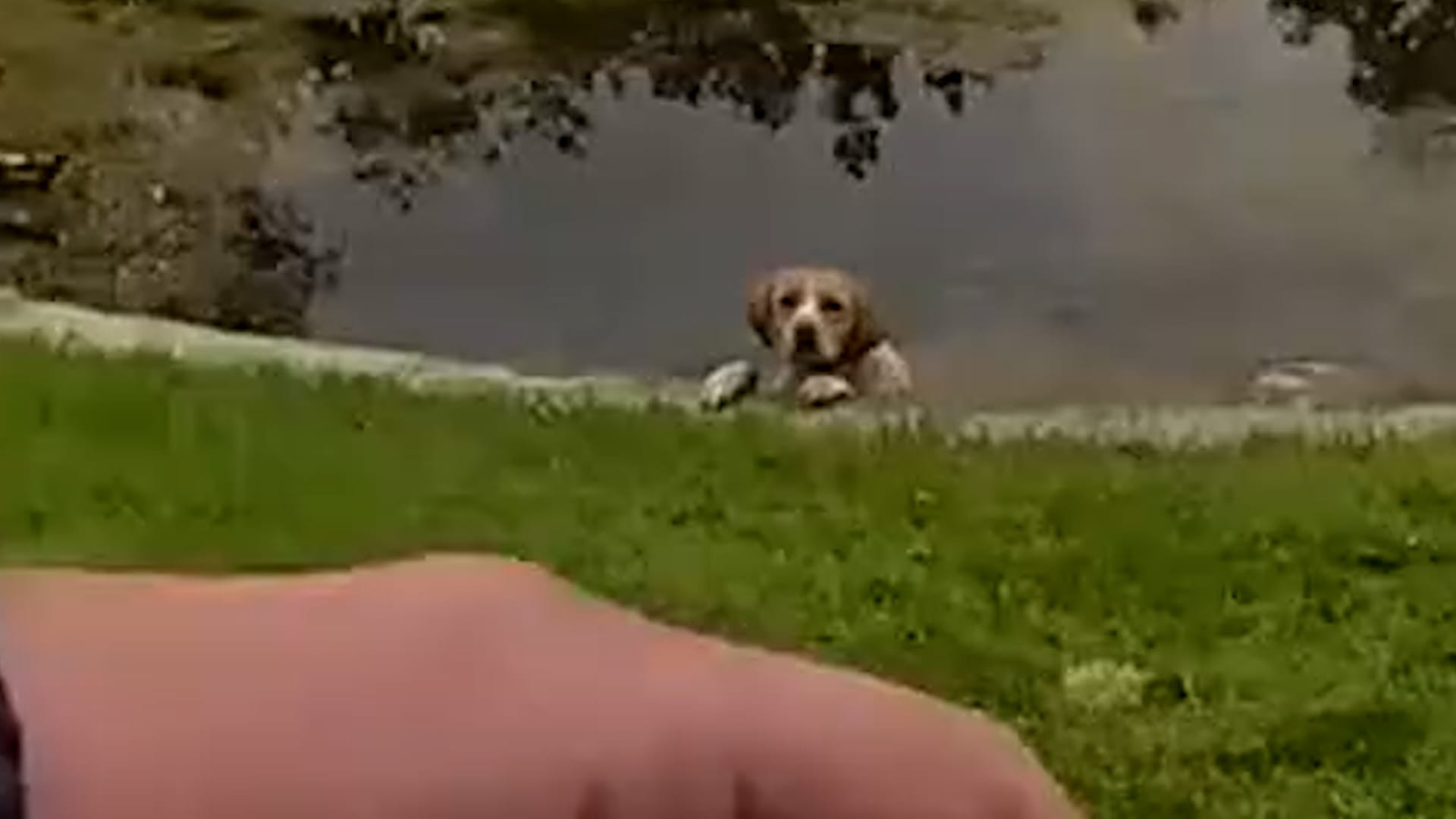Pup rescued after becoming trapped in pond