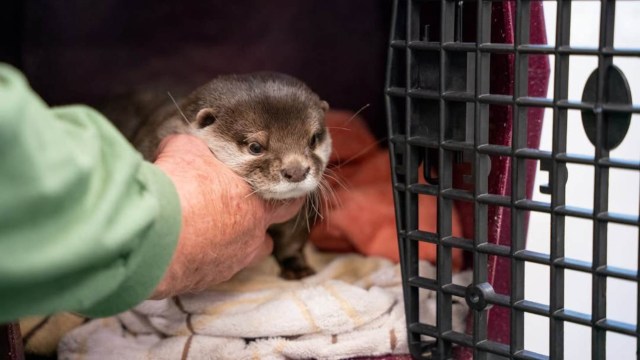 'He's part of the team now': Country's first search-and-rescue otter ...