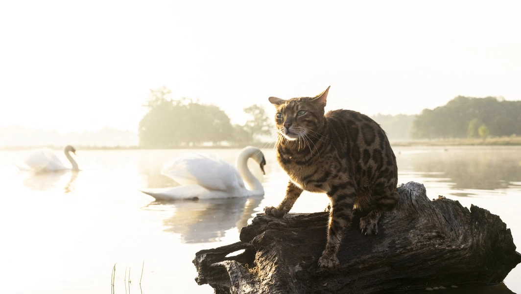 Adventure cats trend grows as pet lovers connect online