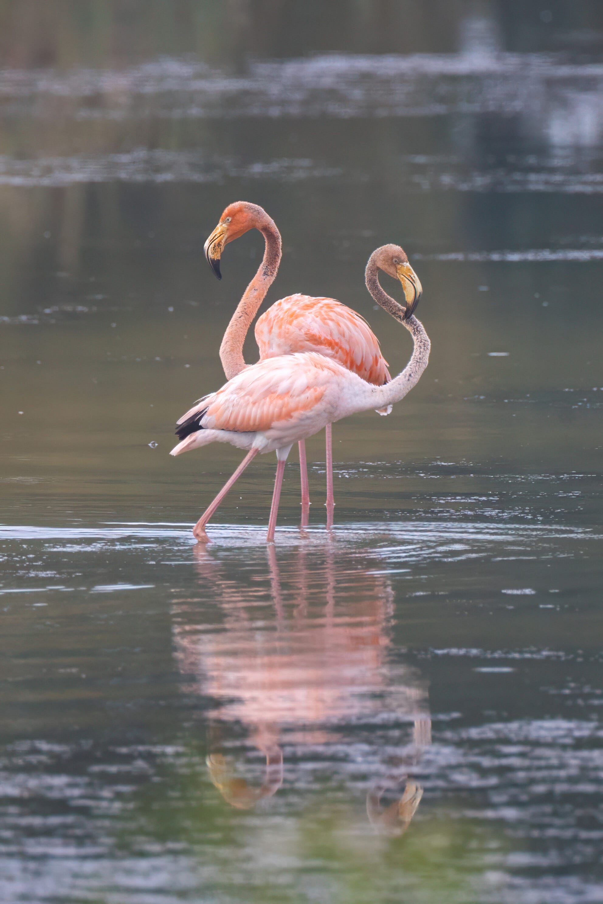 What happens to wildlife during hurricane? How animals react