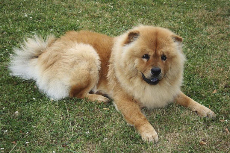 Nine common dog breeds at 'higher risk of health issues' in hot weather