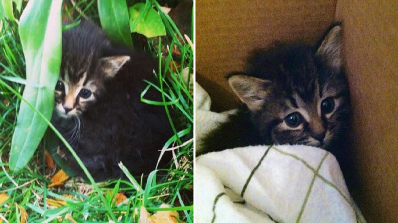 They found this kitten shivering in the bushes, watch what they do to her