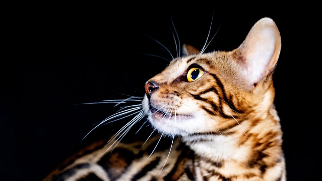 Adventure cats trend grows as experts urge caution