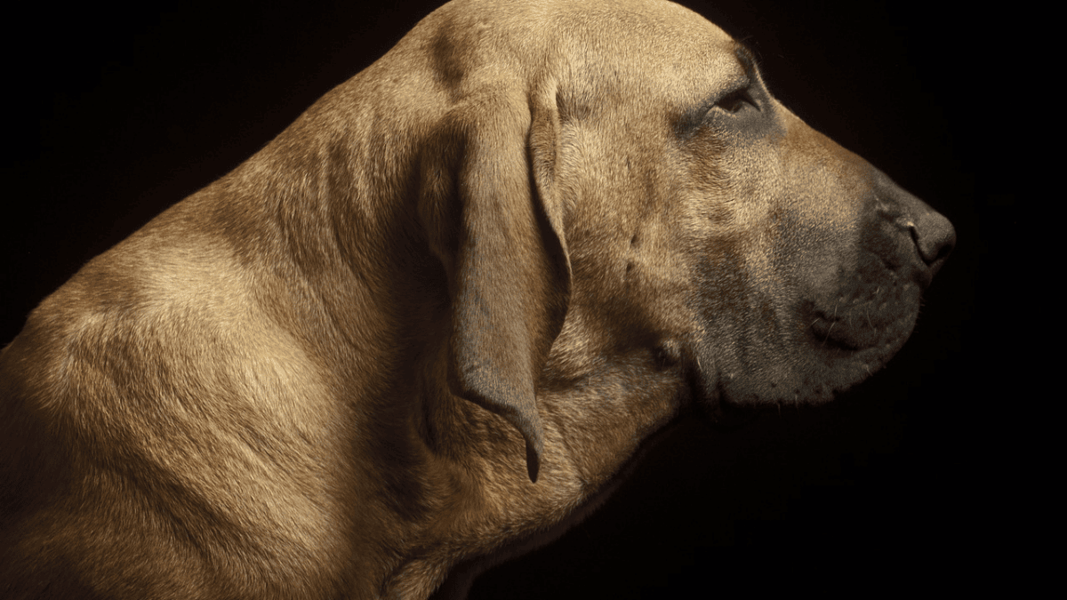 What if your dog gets lost in familiar places? These could be signs of ...