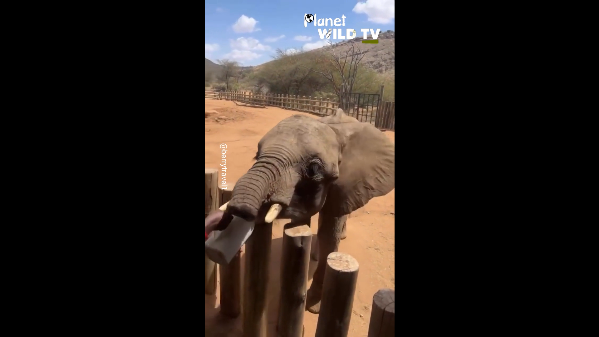 Feeding the adorable baby elephant