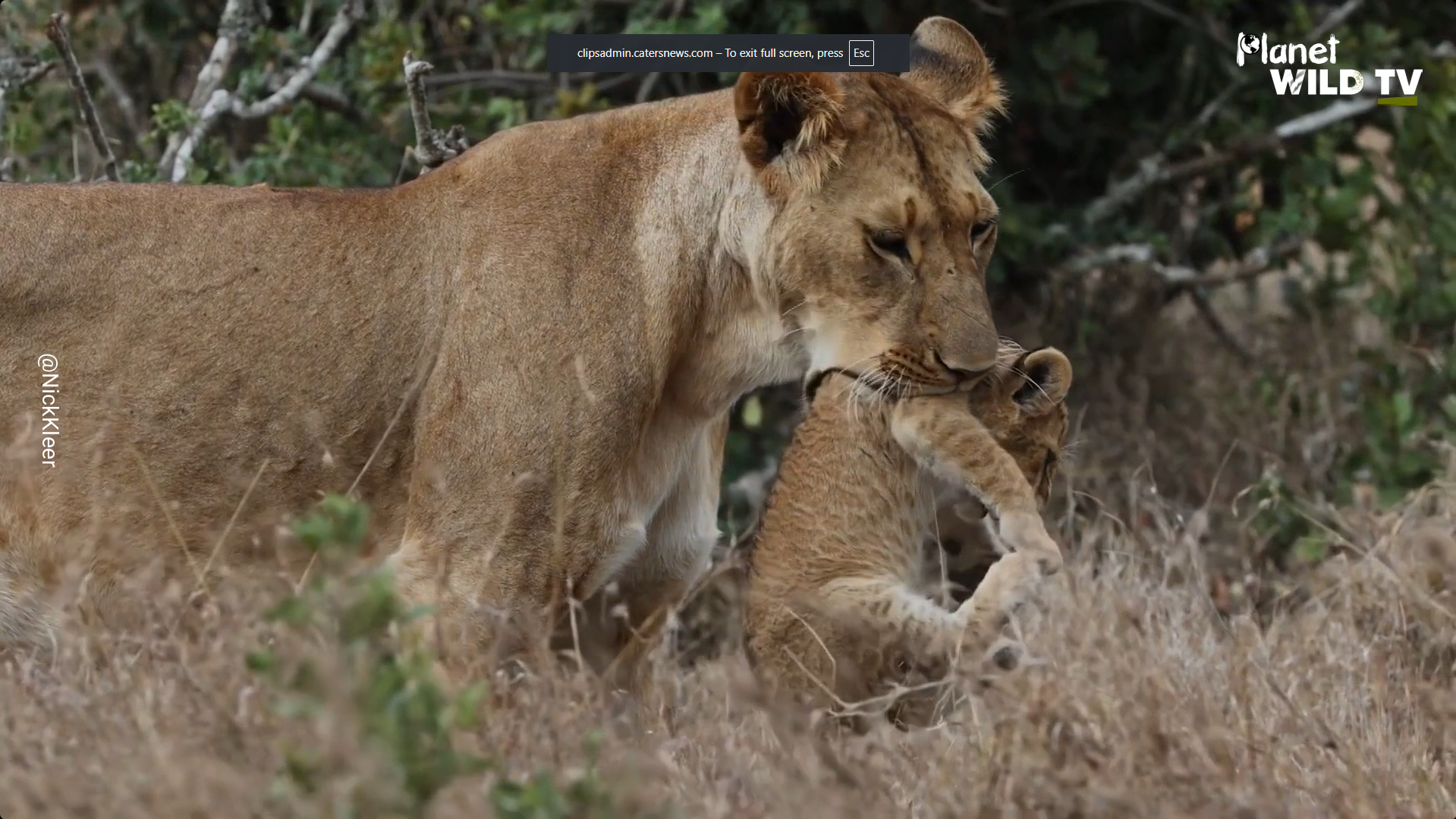 Lioness tenderly carries cub in heartwarming wildlife moment