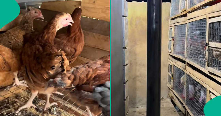See the many eggs this man got from his noiler chickens after feeding ...