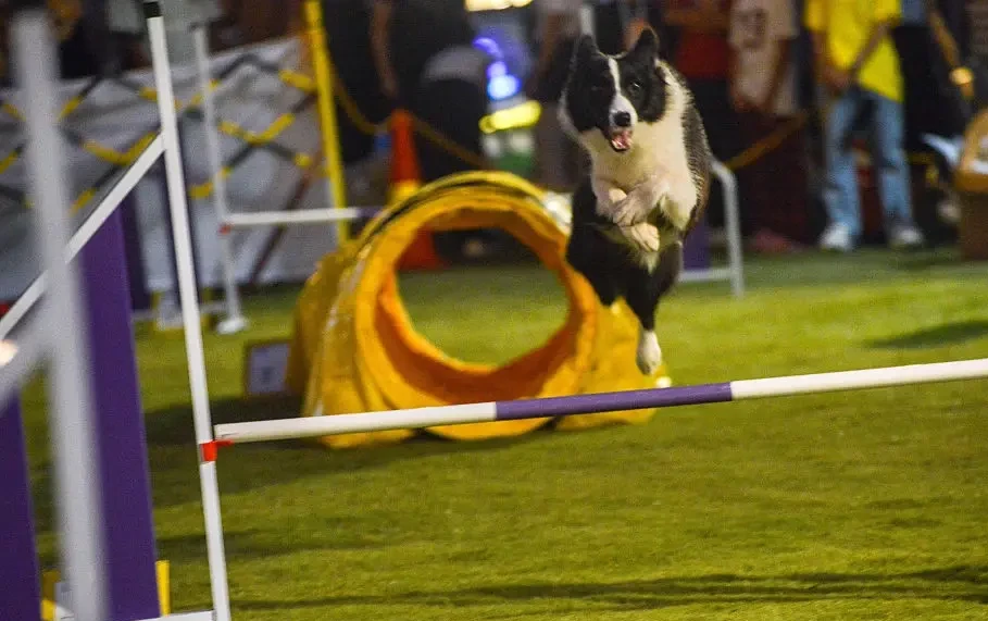 High-energy dog breeds for active lifestyles