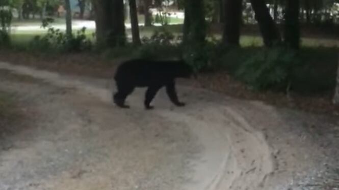 Atlantic Beach officials warn residents of recent bear sightings