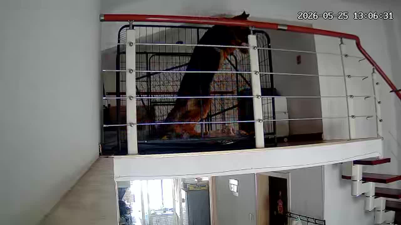Dog falls down stairs after escaping cage in Shandong, China