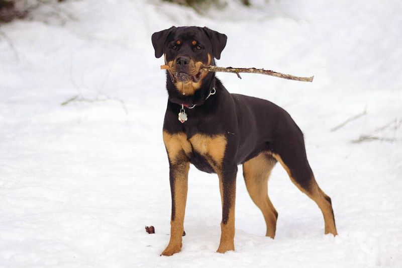 11 powerful watchdog breeds owners trust when security truly matters