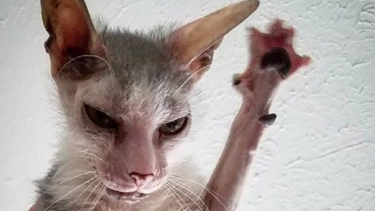 Everyone thought this cat was too 'ugly' to be loved and cherished