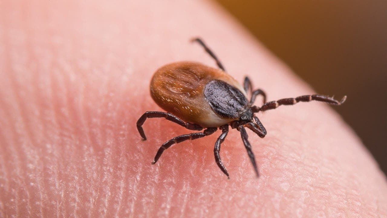 Tick bite ER visits hit highest seasonal level in years as doctors warn ...