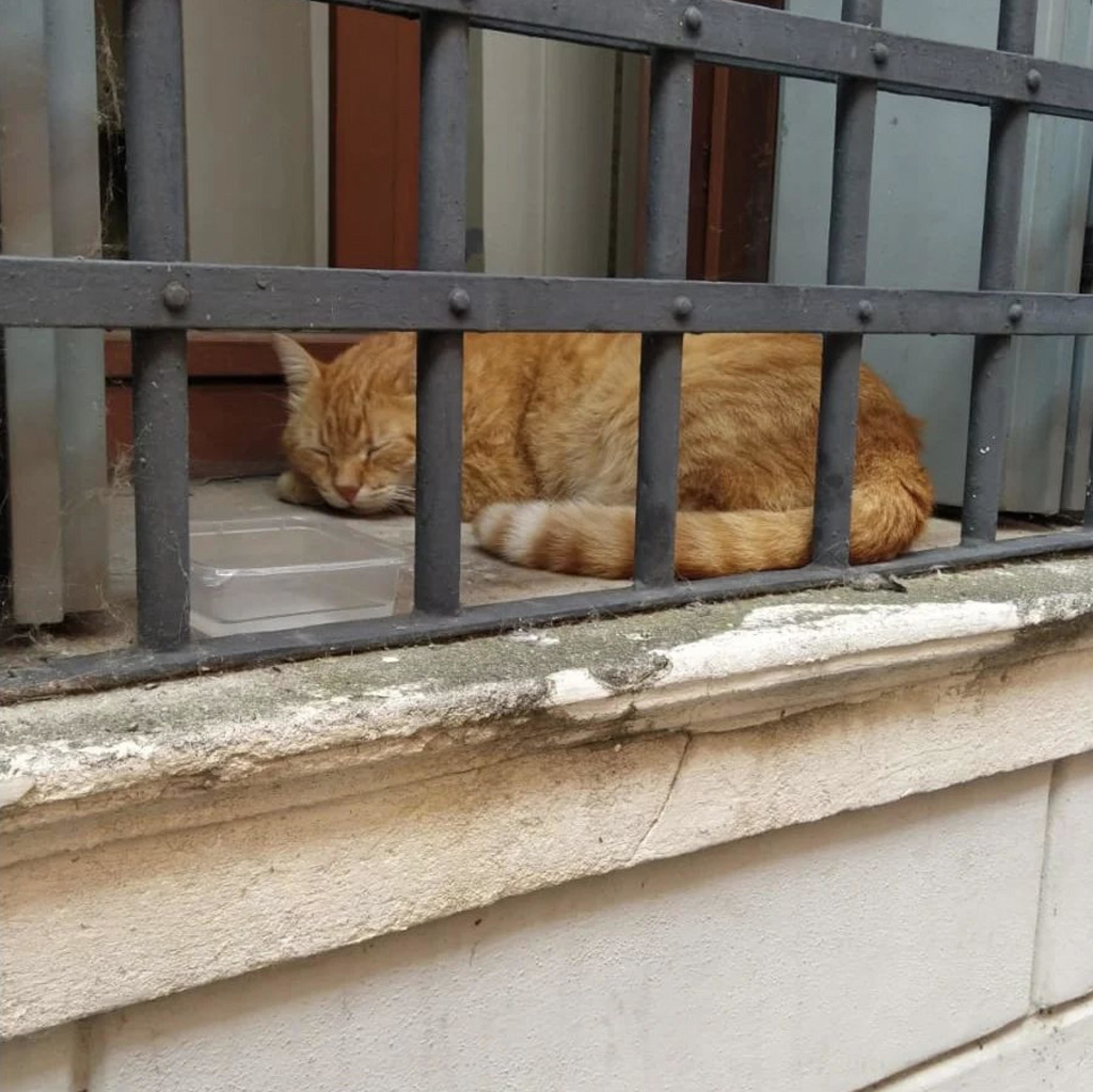 Agguato al gatto Zeus con il fucile a pallini «Ora voglio giustizia»