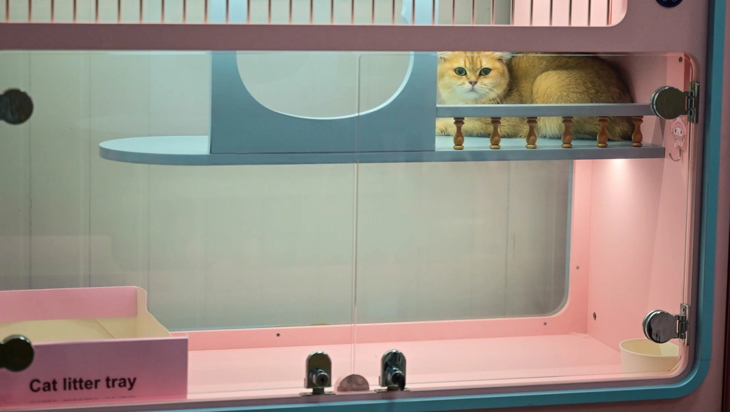 Adventure cats trend grows as pet lovers connect online
