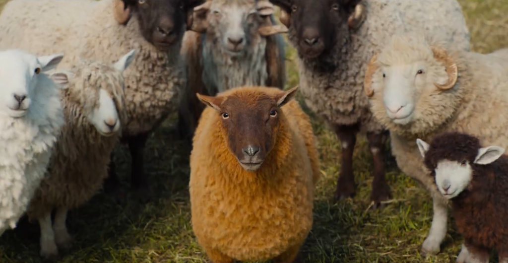 Don't underestimate the sheep detectives