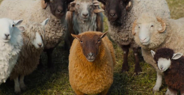 Don't underestimate the sheep detectives
