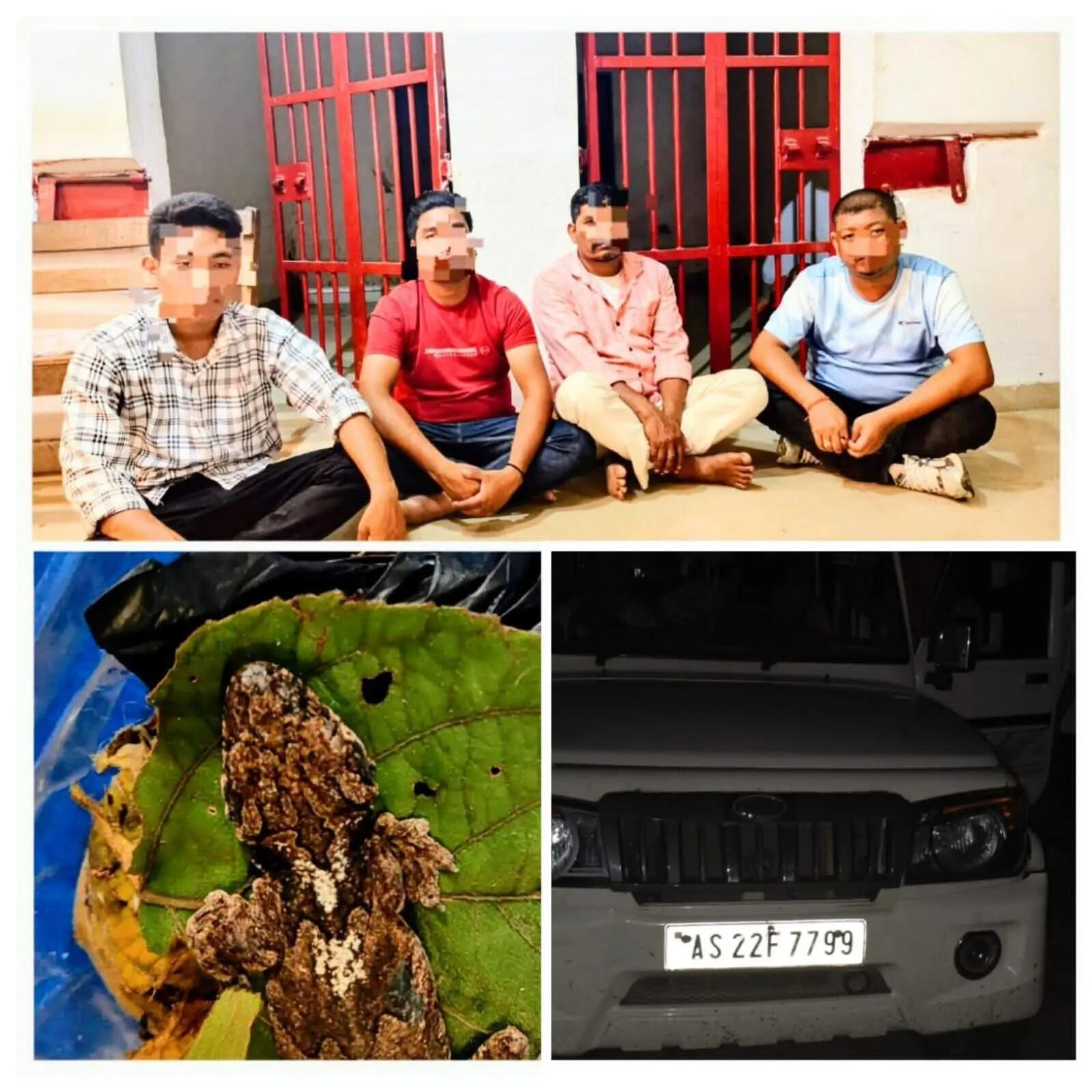 Rare tokay gecko rescued in Dhemaji, 4 held in interstate smuggling racket