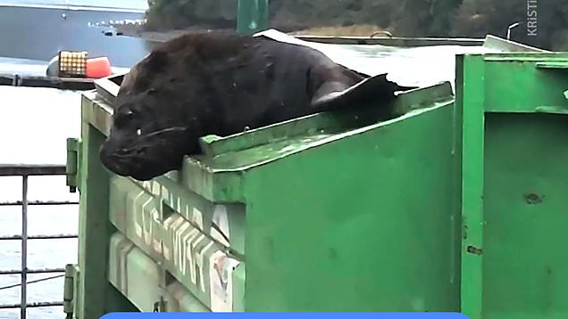 Giant sea lion goes dumpster diving for leftover fish