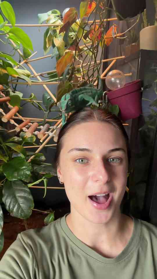 Chameleon bonding tips: How to connect with your pet reptile