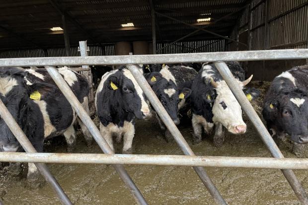 Dairy farmer banned from keeping livestock after animal cruelty offences