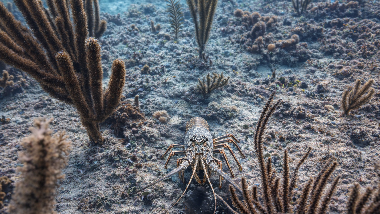 She reached into the trap, then, a giant crab nearly snapped her hand off